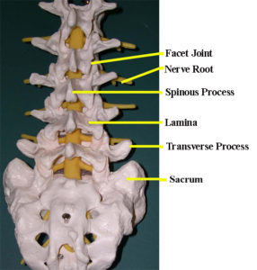 Lumbar Anatomy - Drwolgin
